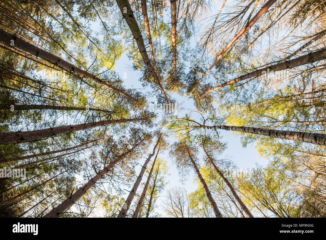 Climbing in treetops hi-res stock photography and images - Alamy