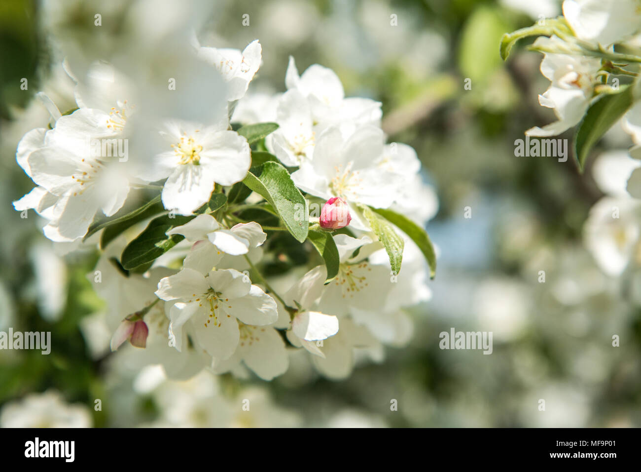 A detail picture of fresh white spring tree blooms. The spring is ...