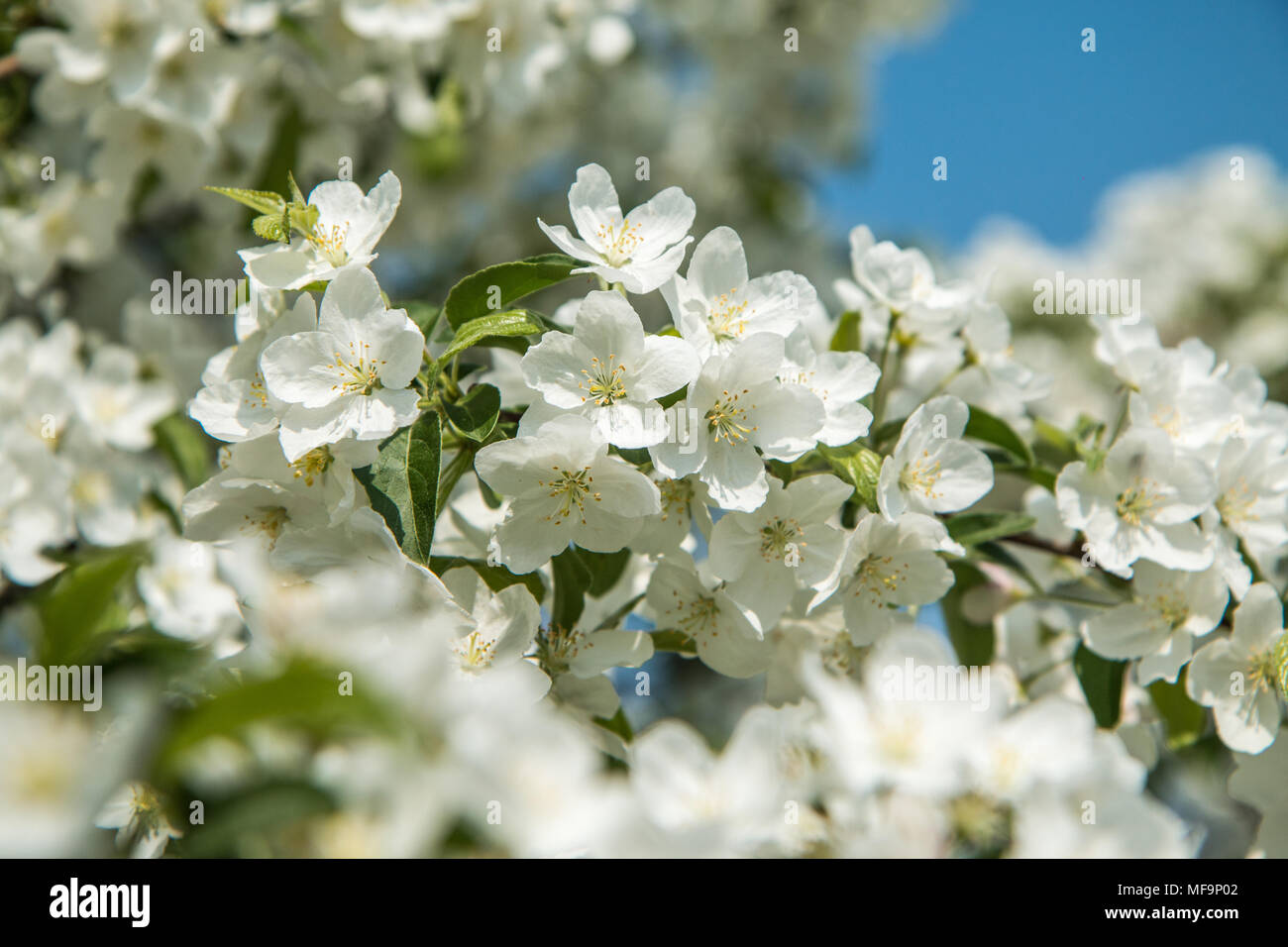 A detail picture of fresh white spring tree blooms. The spring is ...