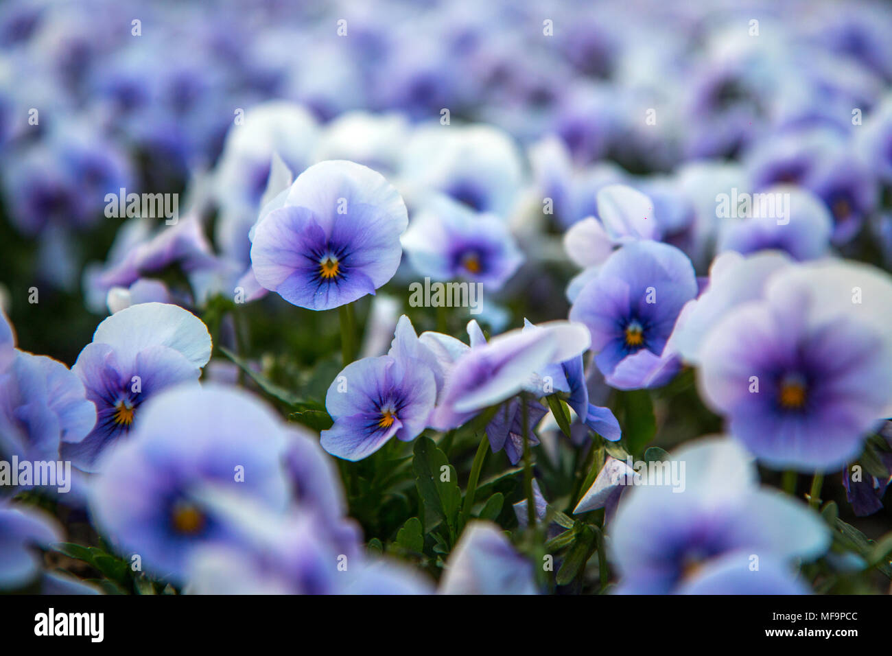 A detail of one violet flower among the other ones. The colors are ...