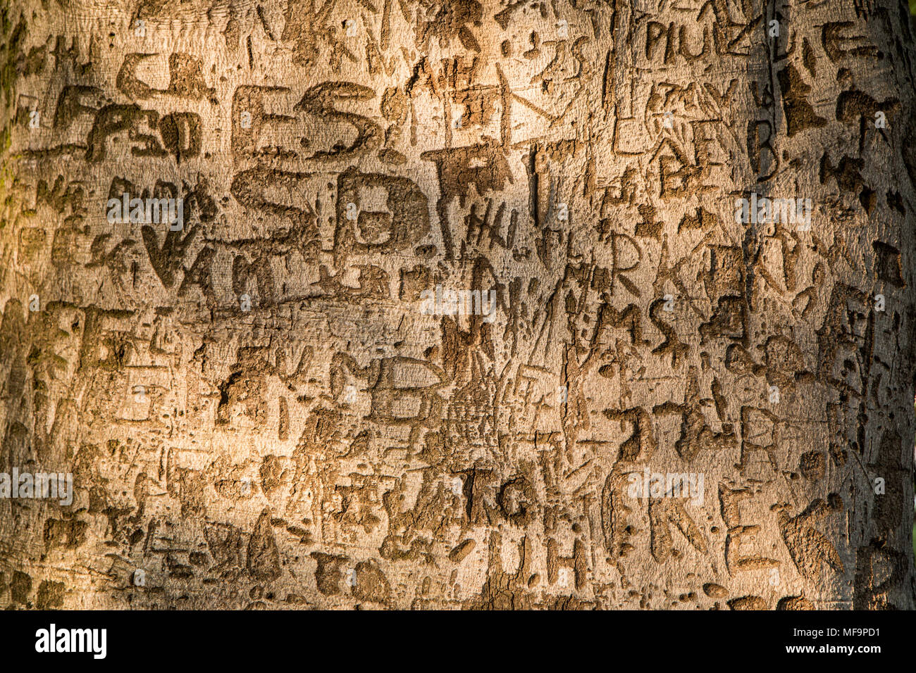 Wood carvings tree hi-res stock photography and images - Alamy