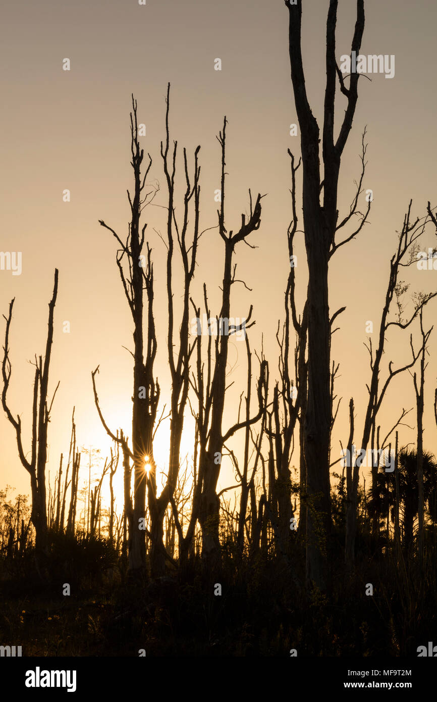 Strand of leaves hi-res stock photography and images - Alamy