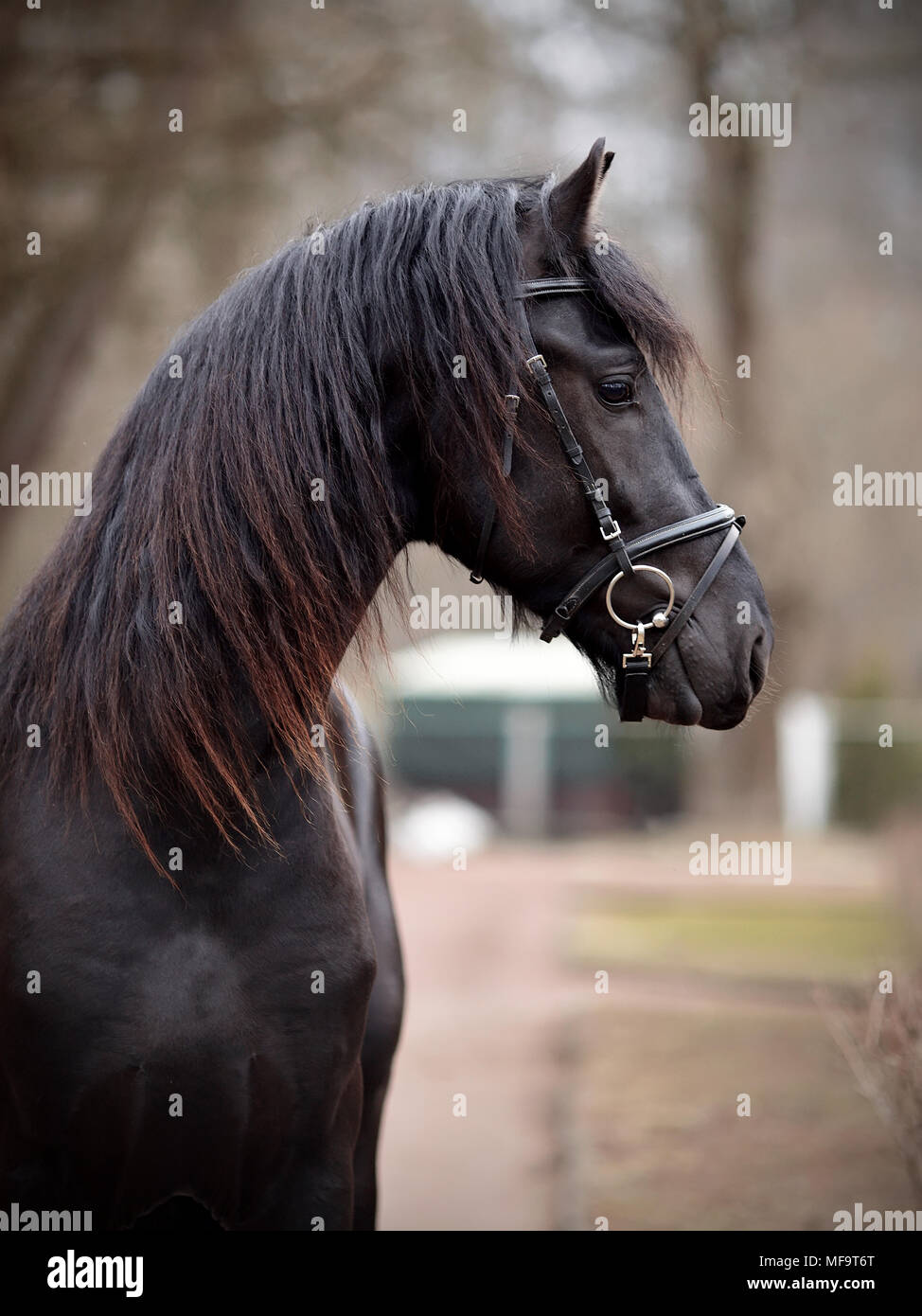 Black Stallion Horse Face