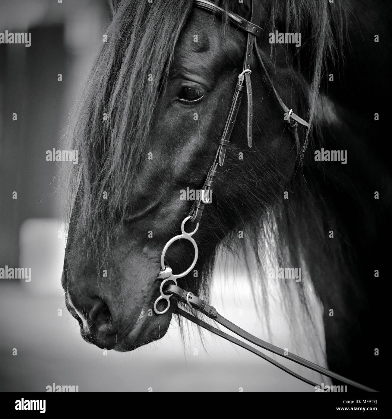 Muzzle of a horse. Stallion. Portrait of a horse. Thoroughbred horse ...