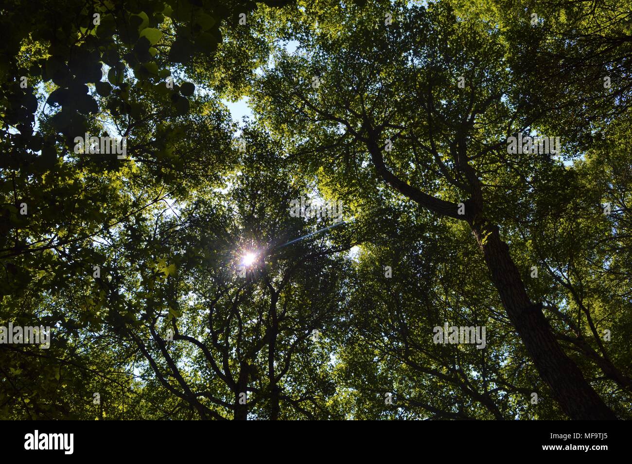 Tree top hike hi-res stock photography and images - Alamy