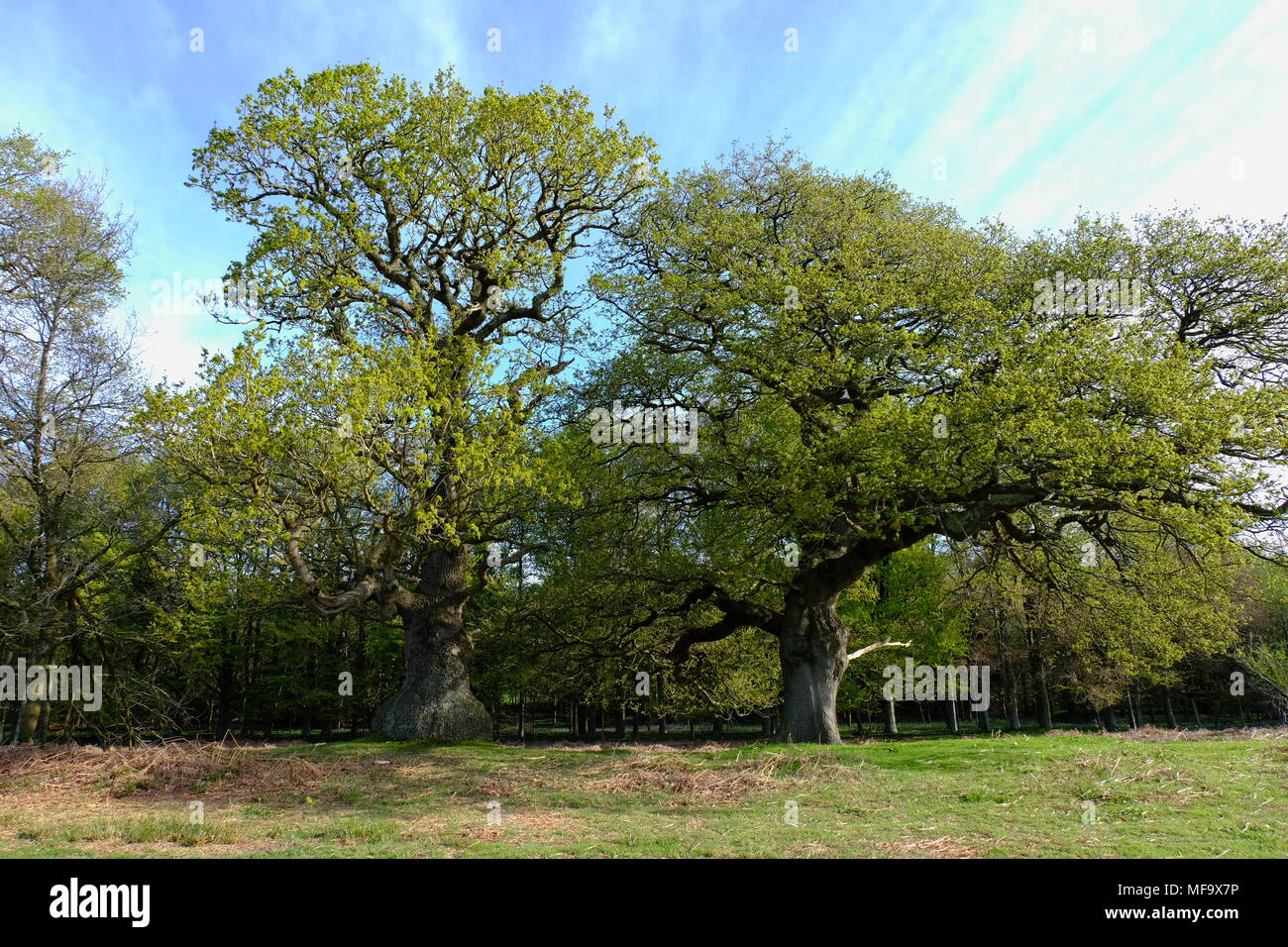 Mersham hi-res stock photography and images - Alamy