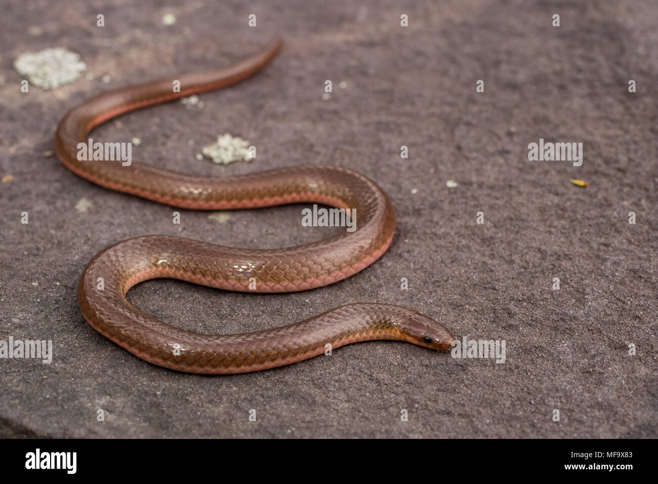Eastern worm snake - Carphophis amoenus Stock Photo - Alamy