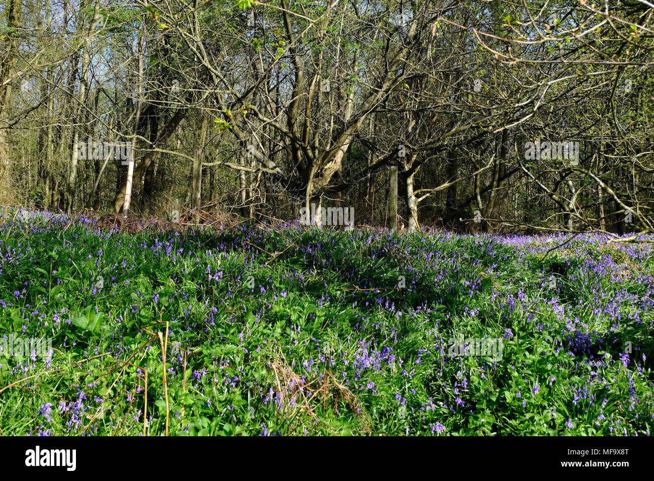 Mersham hi-res stock photography and images - Alamy