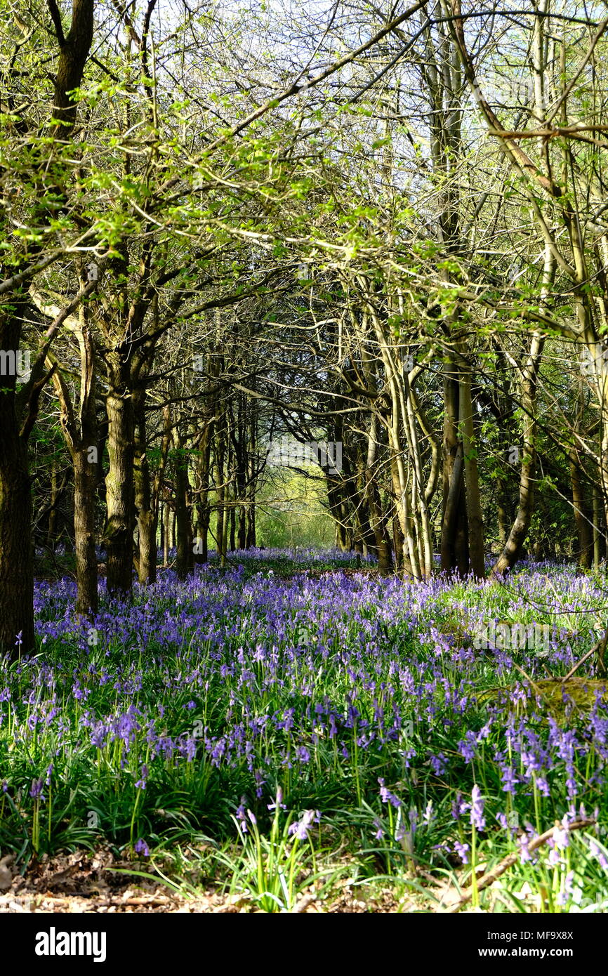 A view at the Mersham le Hatch Deer Park near Ashford Kent UK Stock ...