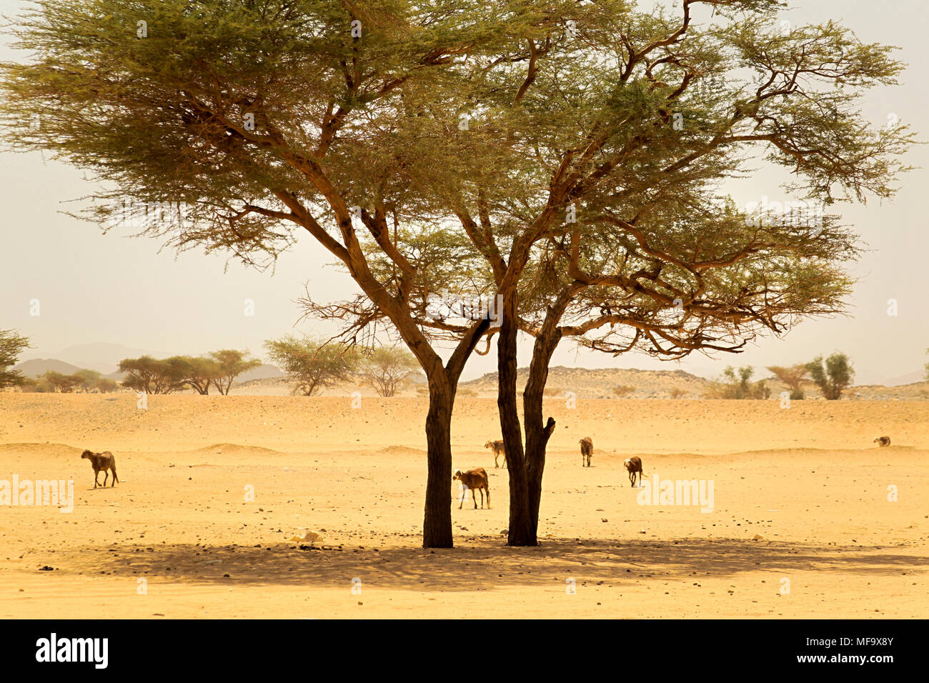 Sheep in desert, in central Sudan, Africa Stock Photo - Alamy