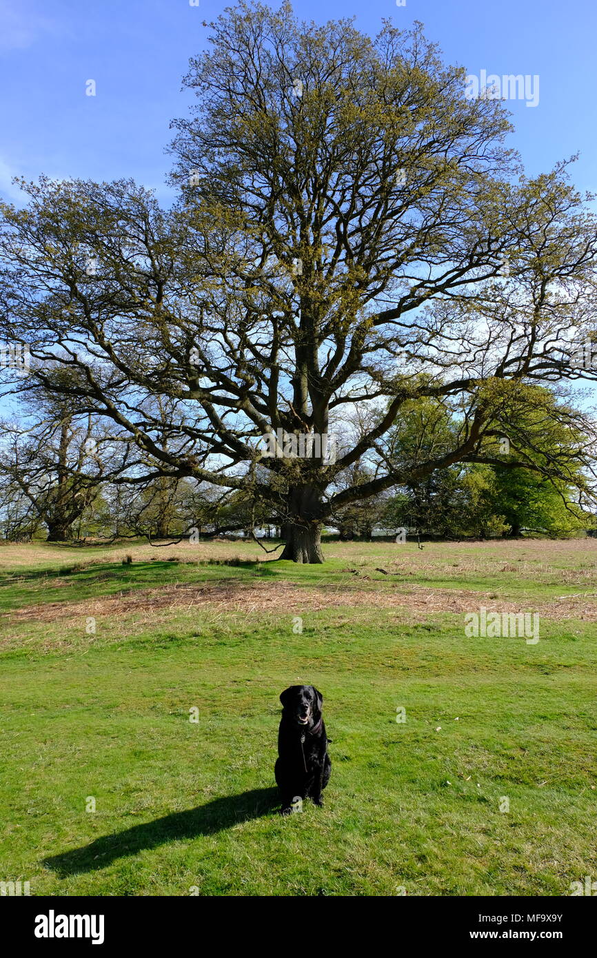 A view at the Mersham le Hatch Deer Park near Ashford Kent UK Stock ...