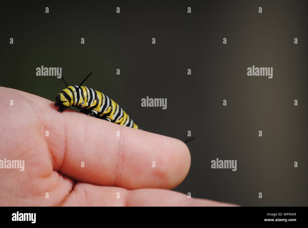 Alligator bug hi-res stock photography and images - Alamy