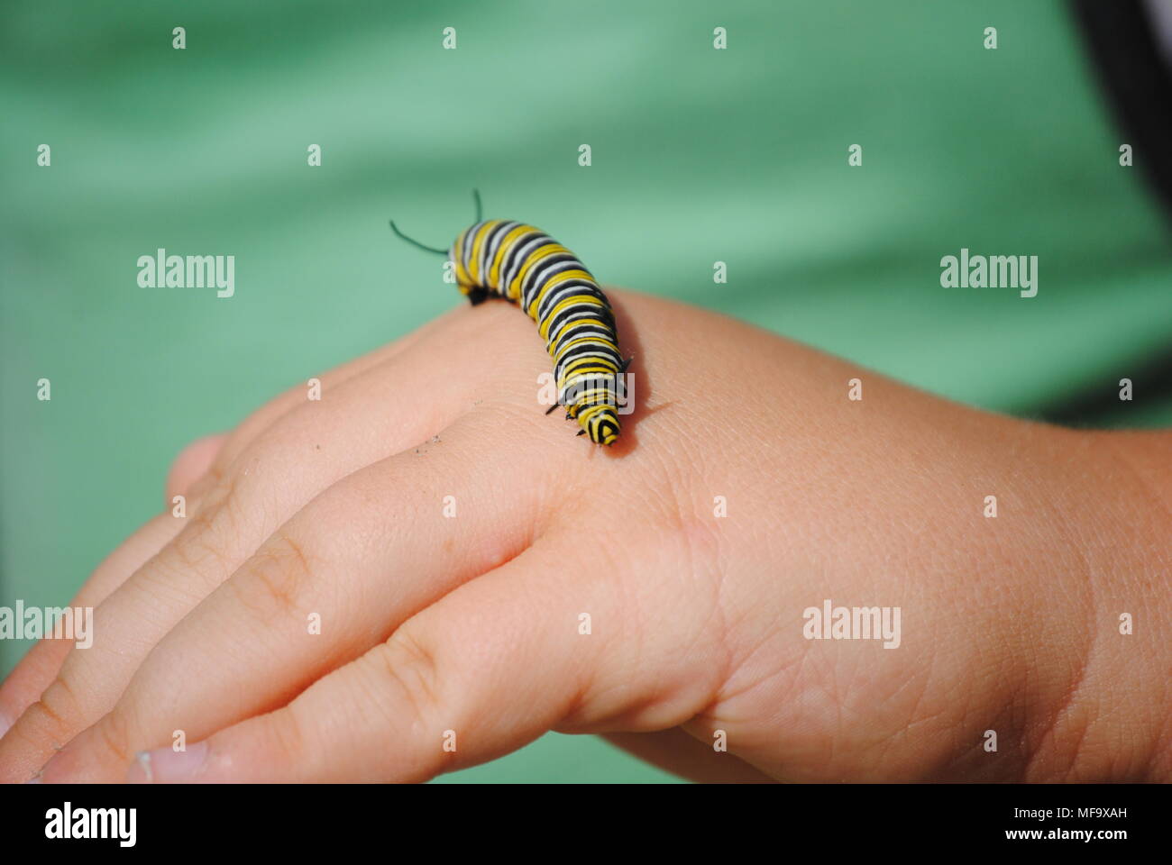 Alligator bug hi-res stock photography and images - Alamy