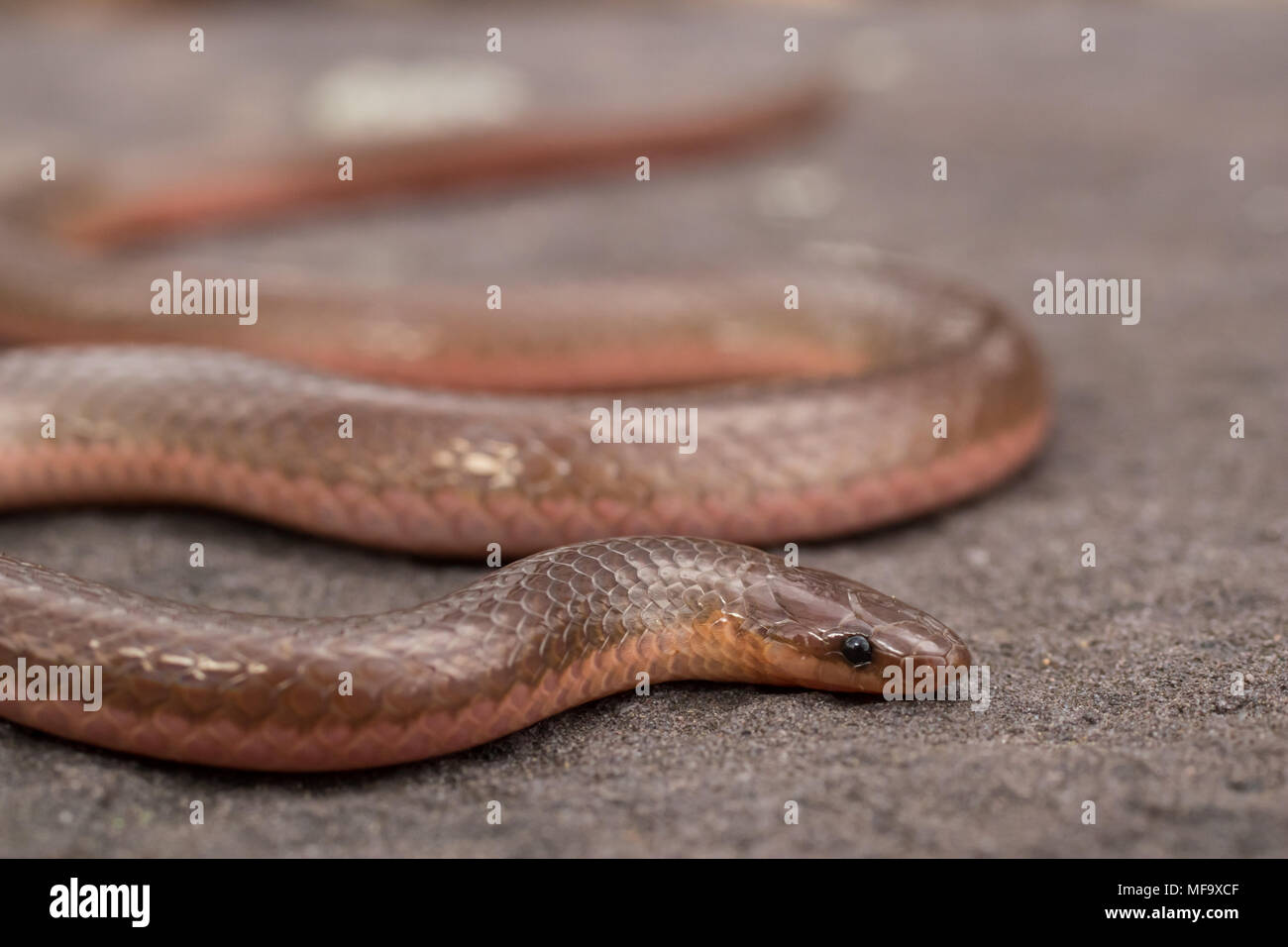 Eastern worm snake close-up - Carphophis amoenus Stock Photo - Alamy