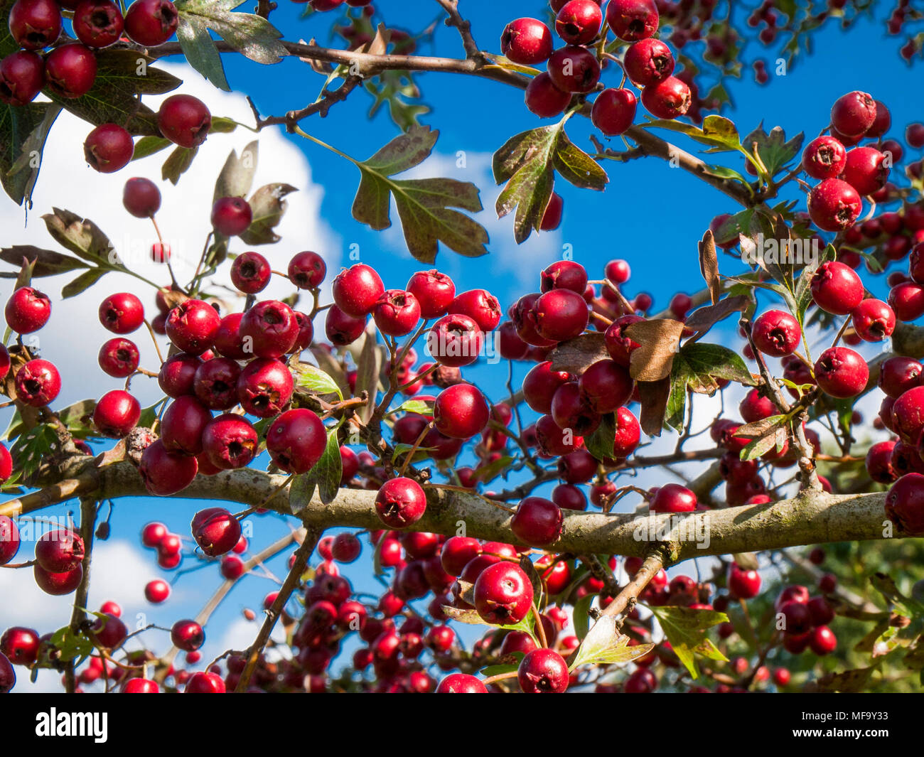 Hawthorn twigs with ripe berries Stock Photo - Alamy