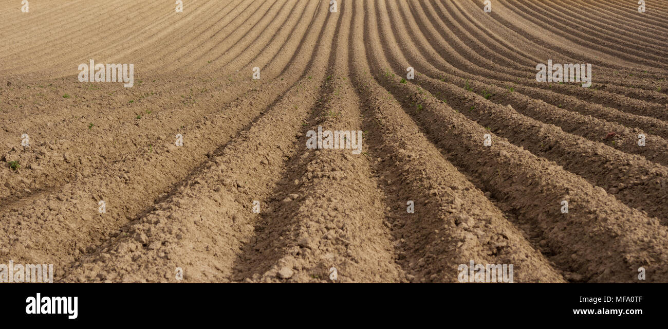 Arable field ready for cultivation. Earth rows with seeding seed Stock ...