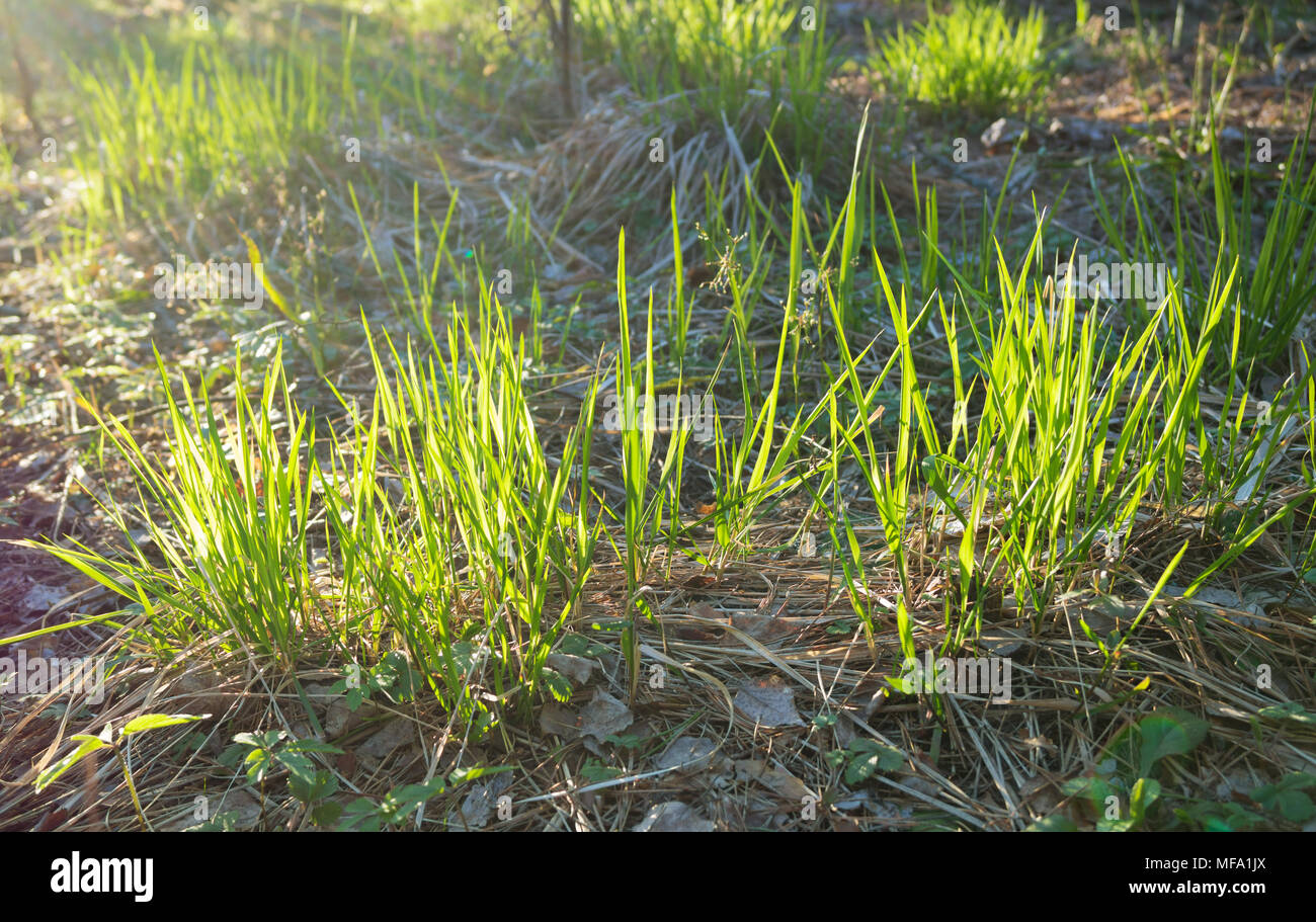 Bright verdure hi-res stock photography and images - Alamy