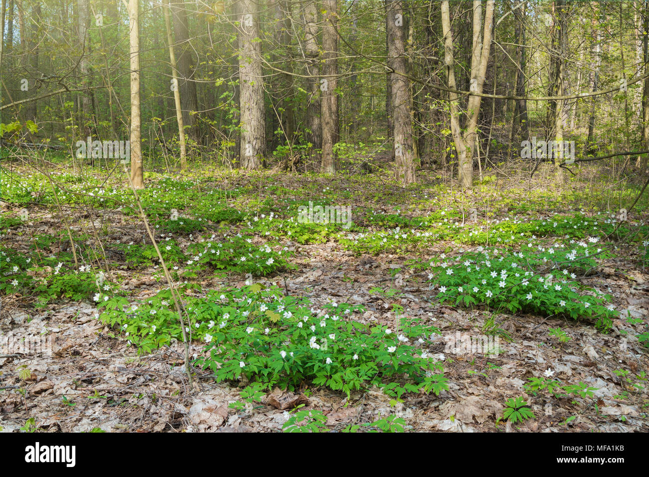 Beautiful spring forest, Siberia, Russia. Nature, flower and trees in ...