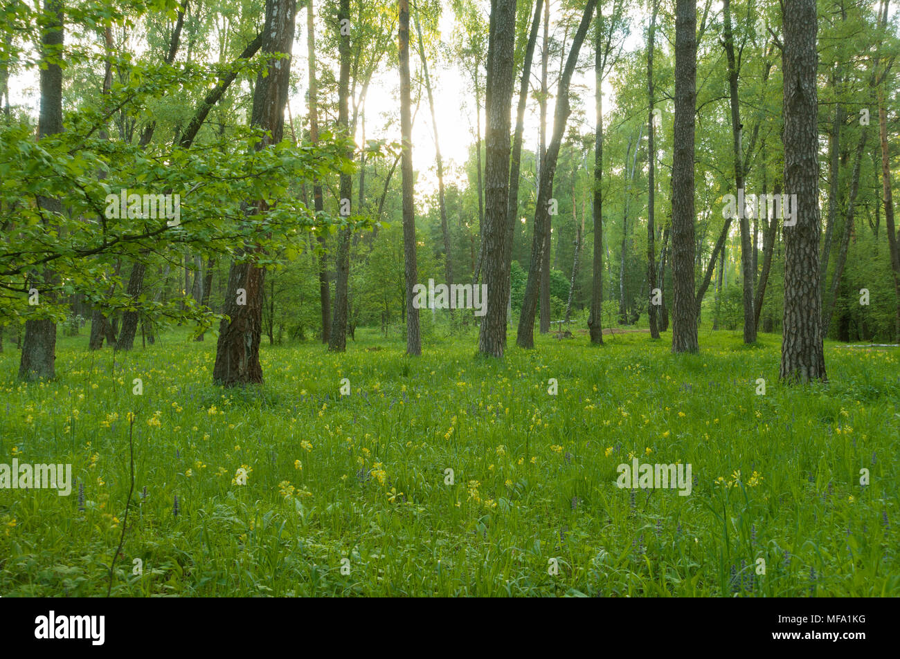 Beautiful spring forest, Siberia, Russia. Nature, yellow flower and ...