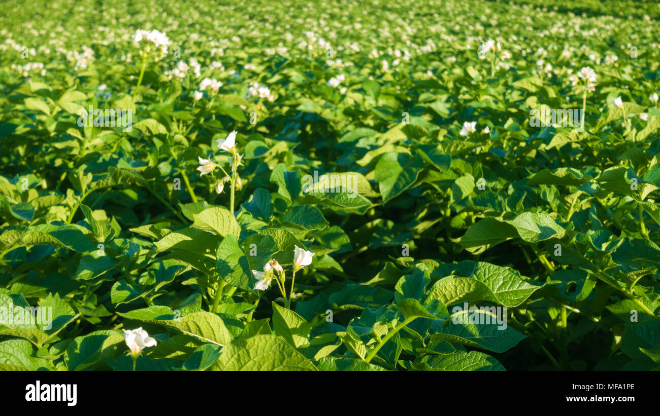 Beautiful potato field with flowers. Green field of blooming potatoes ...