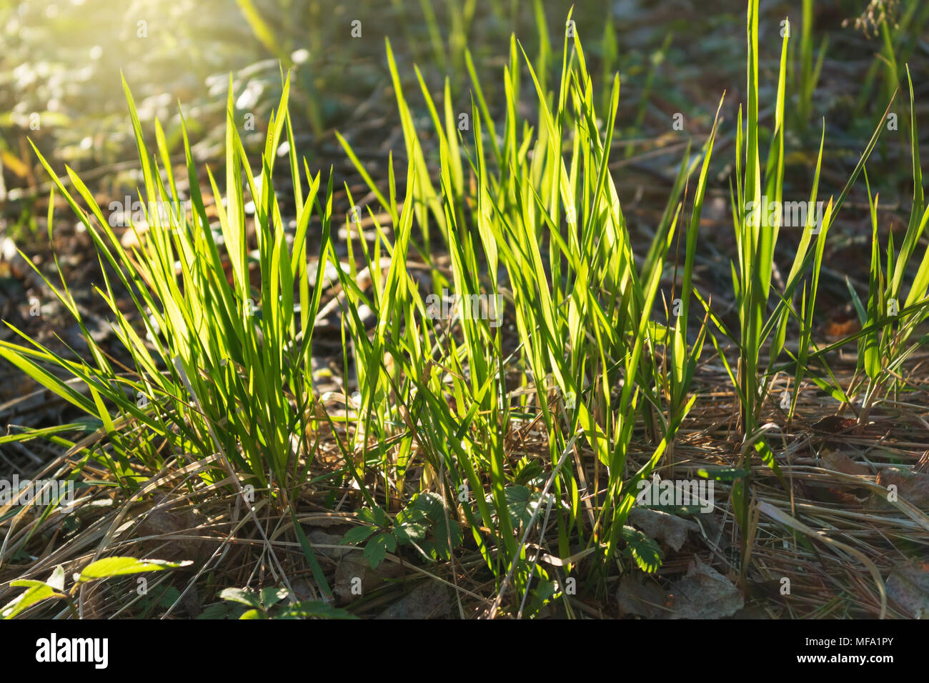 First grass hi-res stock photography and images - Alamy