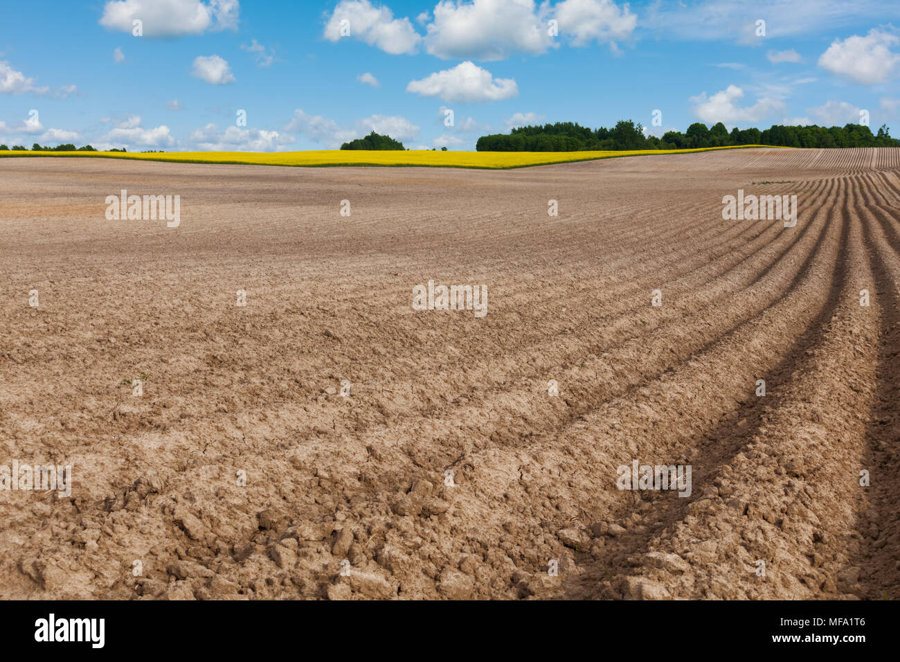 Arable field and blooming field at beautiful day. Earth rows with ...