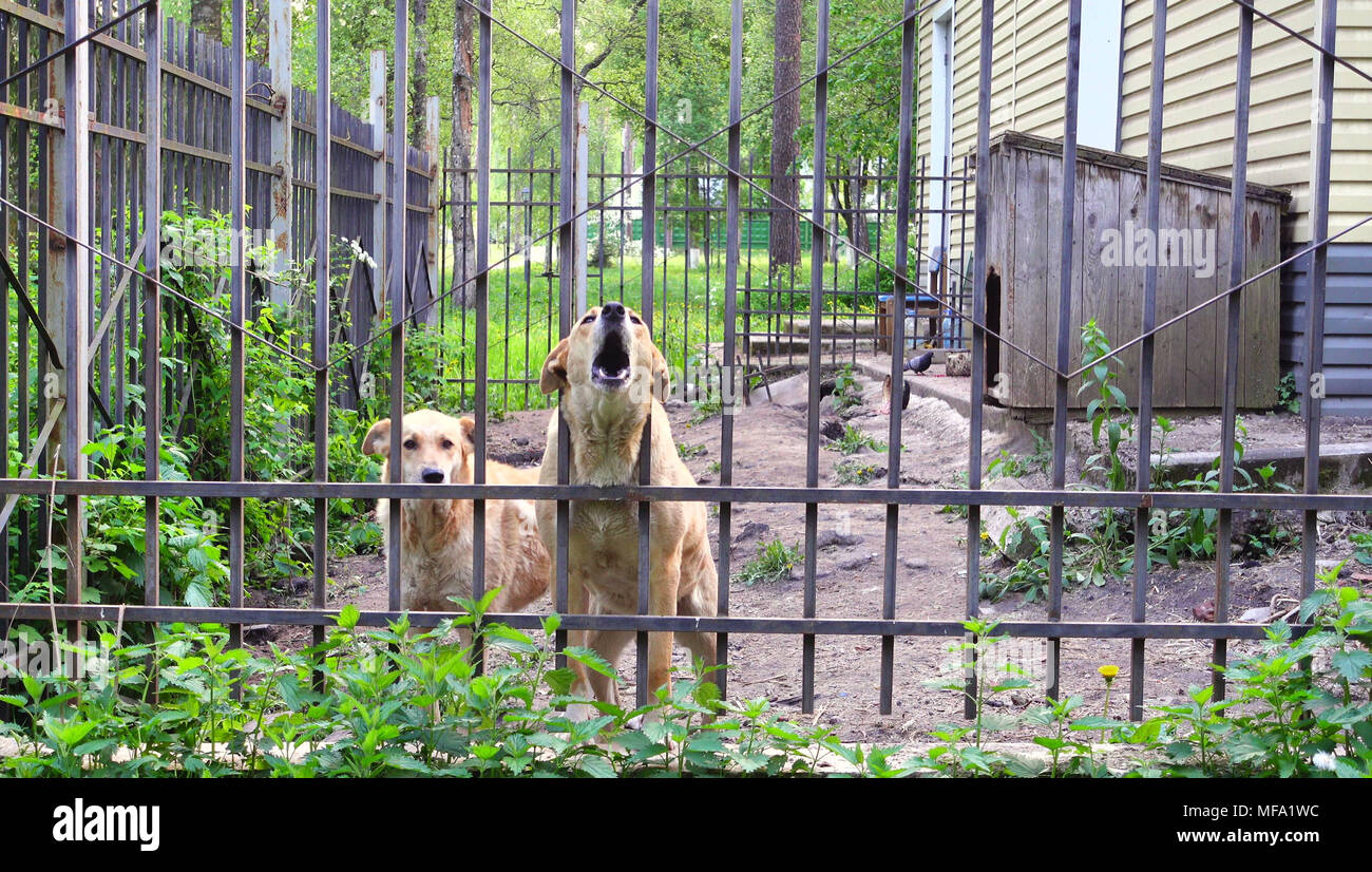 Dogs guard the house, pets. Dogs and fence Stock Photo - Alamy