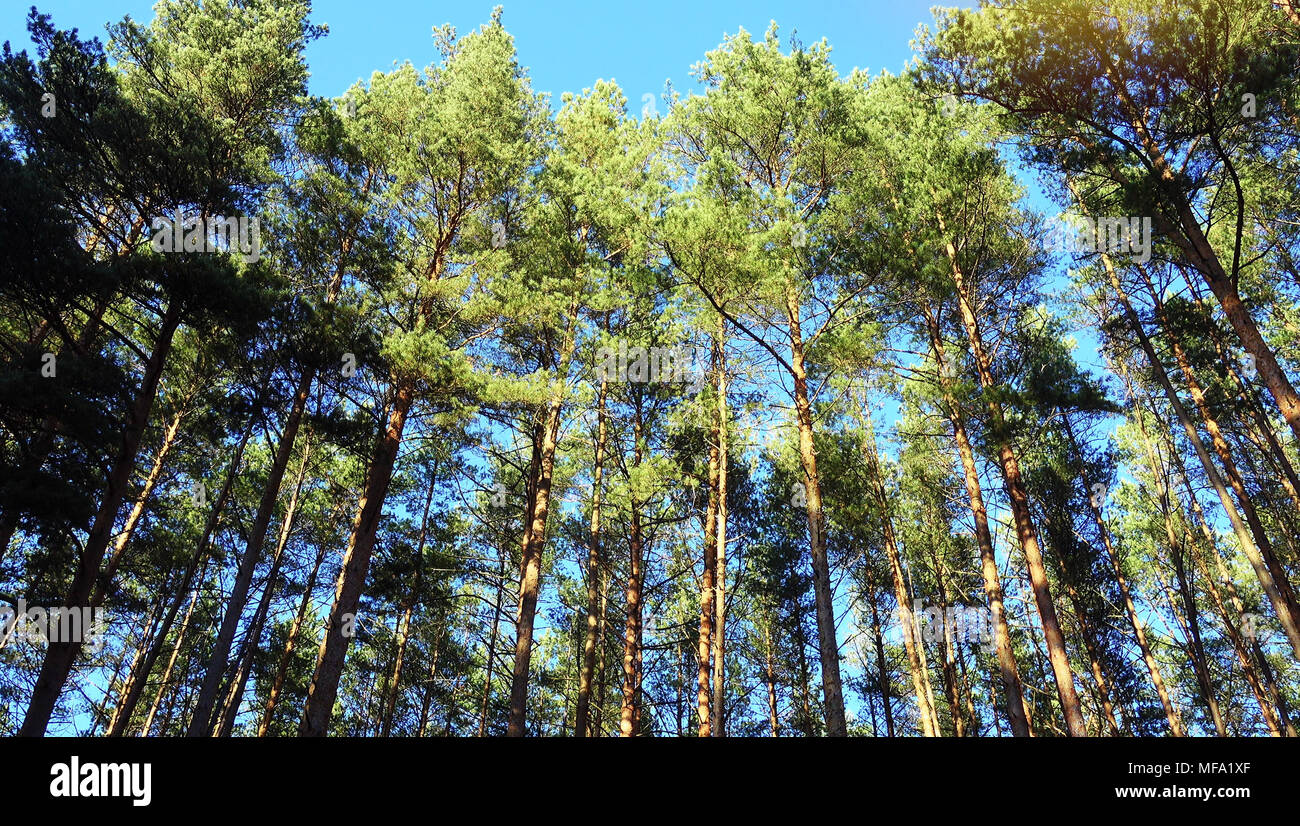 HIgh pines in forest at beautiful day. Pine forest Stock Photo - Alamy
