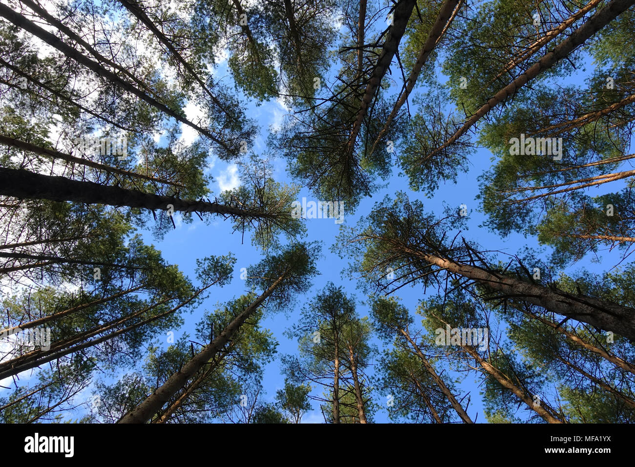 HIgh pine trees in forest at beautiful day. Pine forest and sky Stock ...