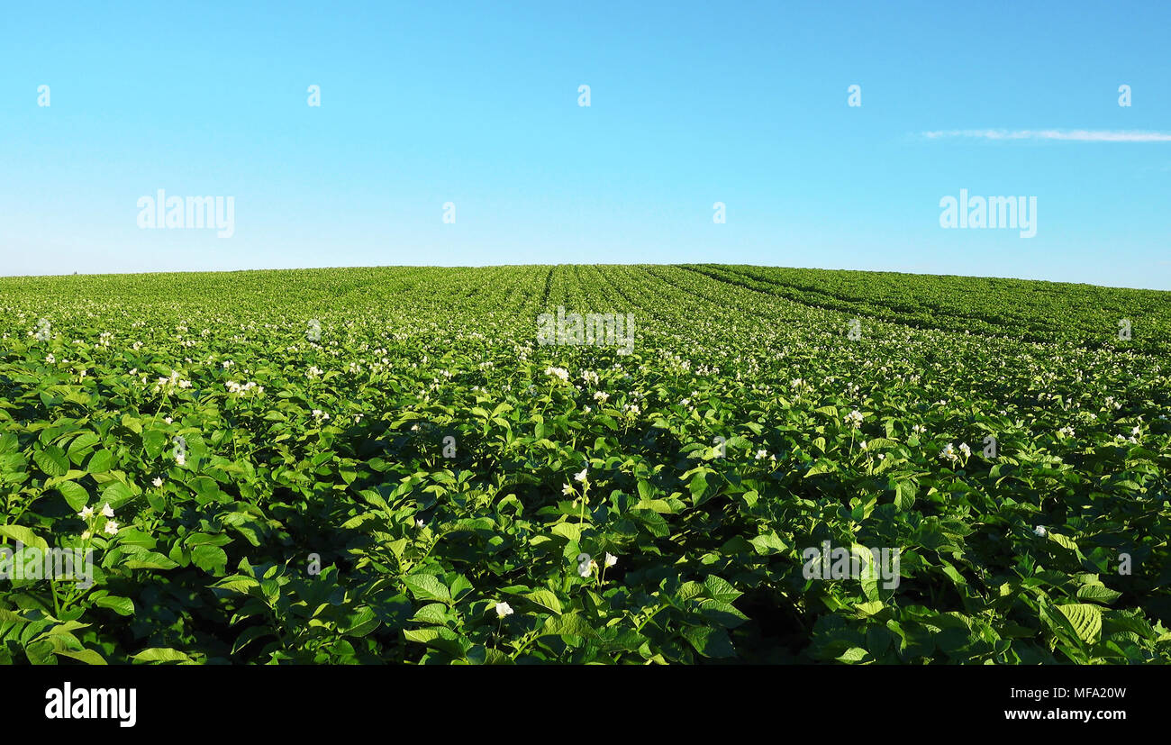 Blooming potato field at beautiful day Stock Photo - Alamy