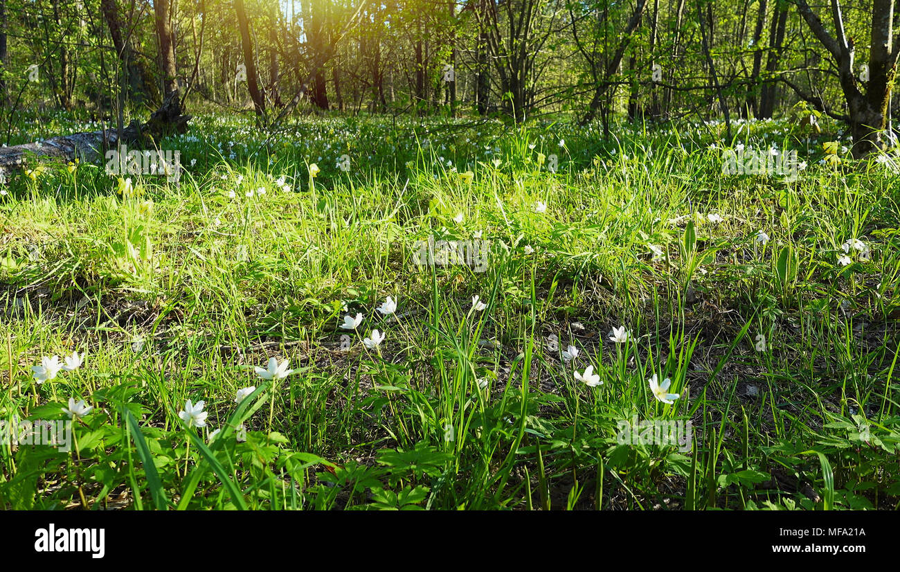 Beautiful spring forest hi-res stock photography and images - Alamy