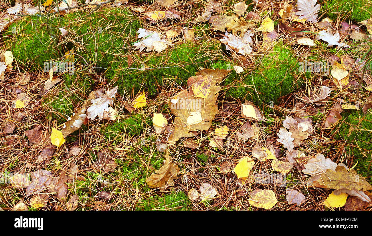 Autumn yellow leaves falling on the ground. View above on fallen leaves ...