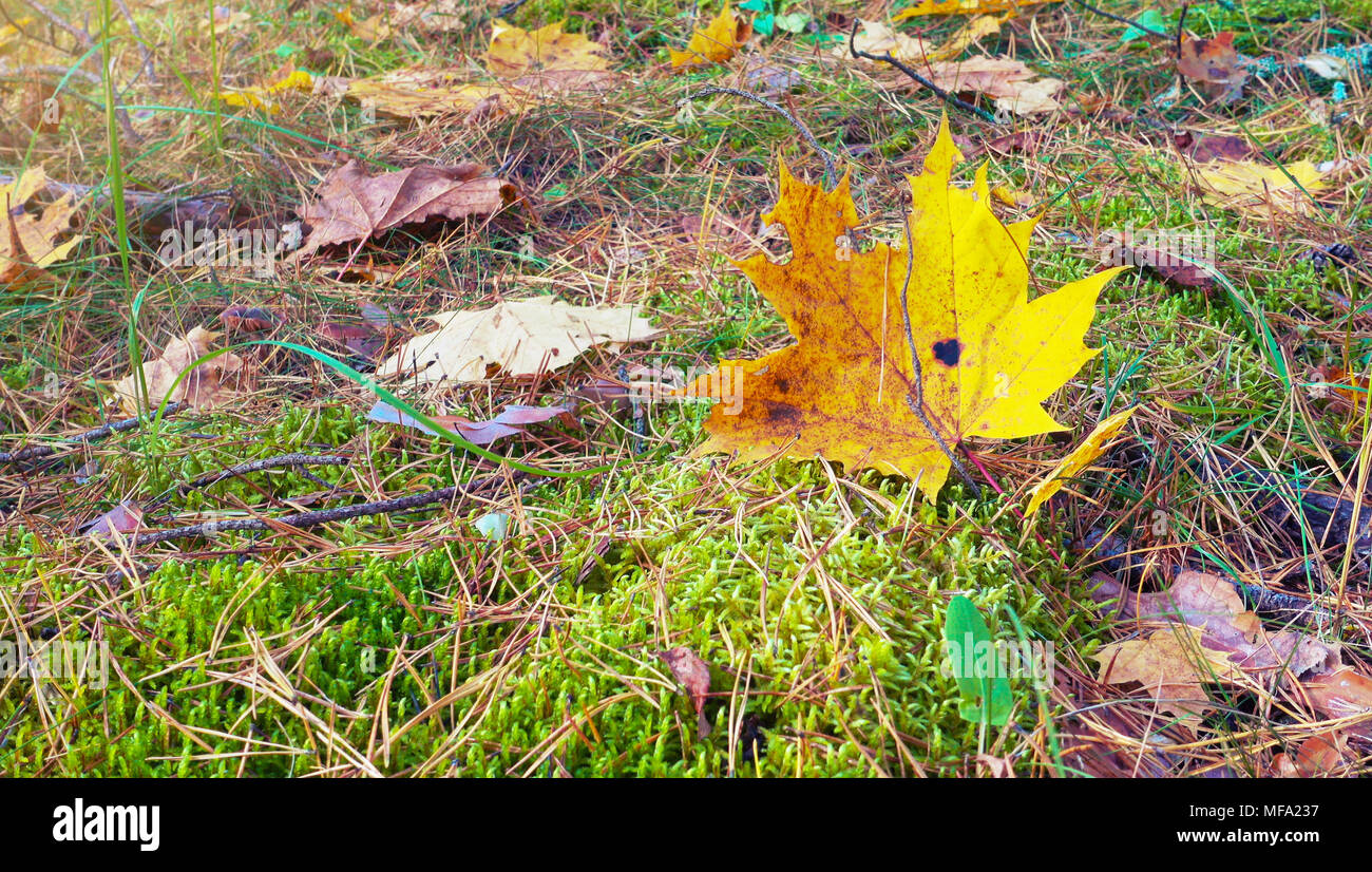 Nature background, leaves falling on the ground. View above on fallen ...