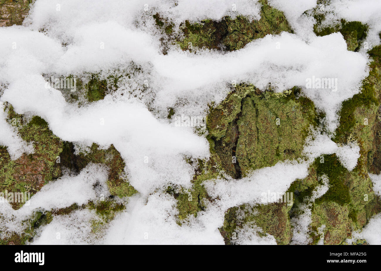 Tree trunk with snow, bark close-up. Winter background Stock Photo - Alamy
