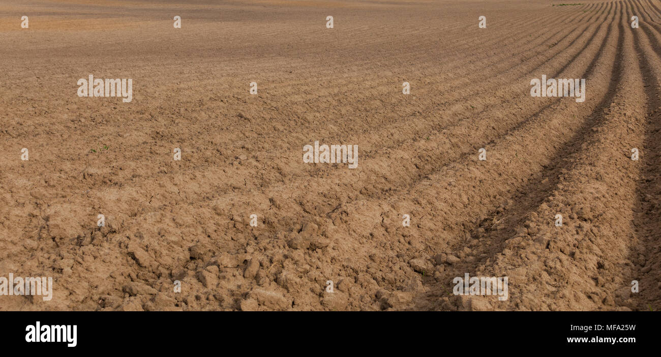 Cultivated seeding field ready for cultivation. Earth rows with seeding ...
