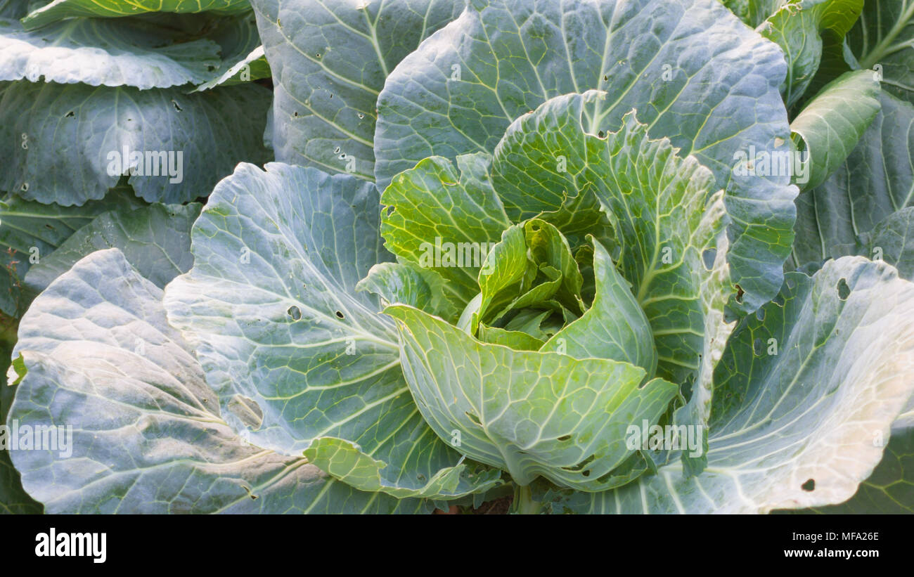 Green raw cabbage. Fresh raw cabbage close-up Stock Photo - Alamy