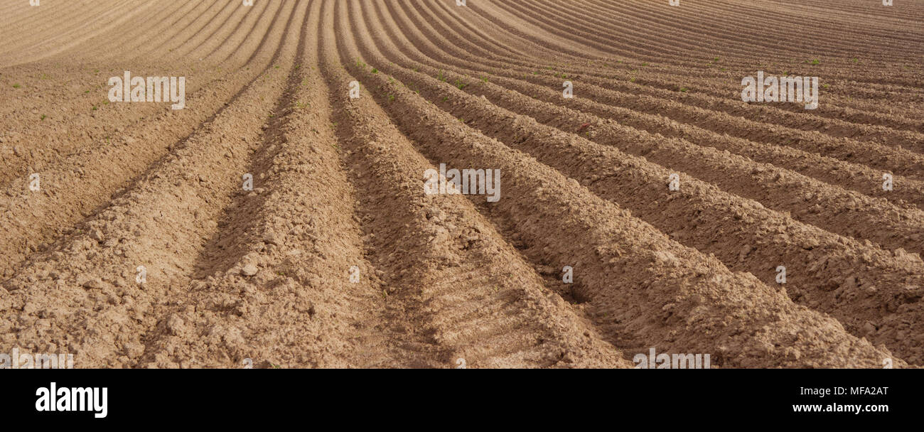 Earth rows ready seeding. Cultivated seeding field ready for ...