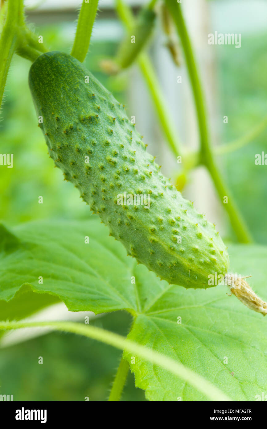 Cucumber on plant hi-res stock photography and images - Alamy