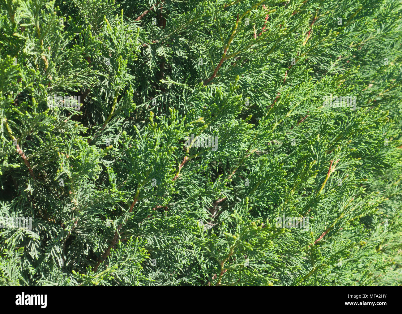 Green nature background. Arborvitae branch with fresh green needle ...