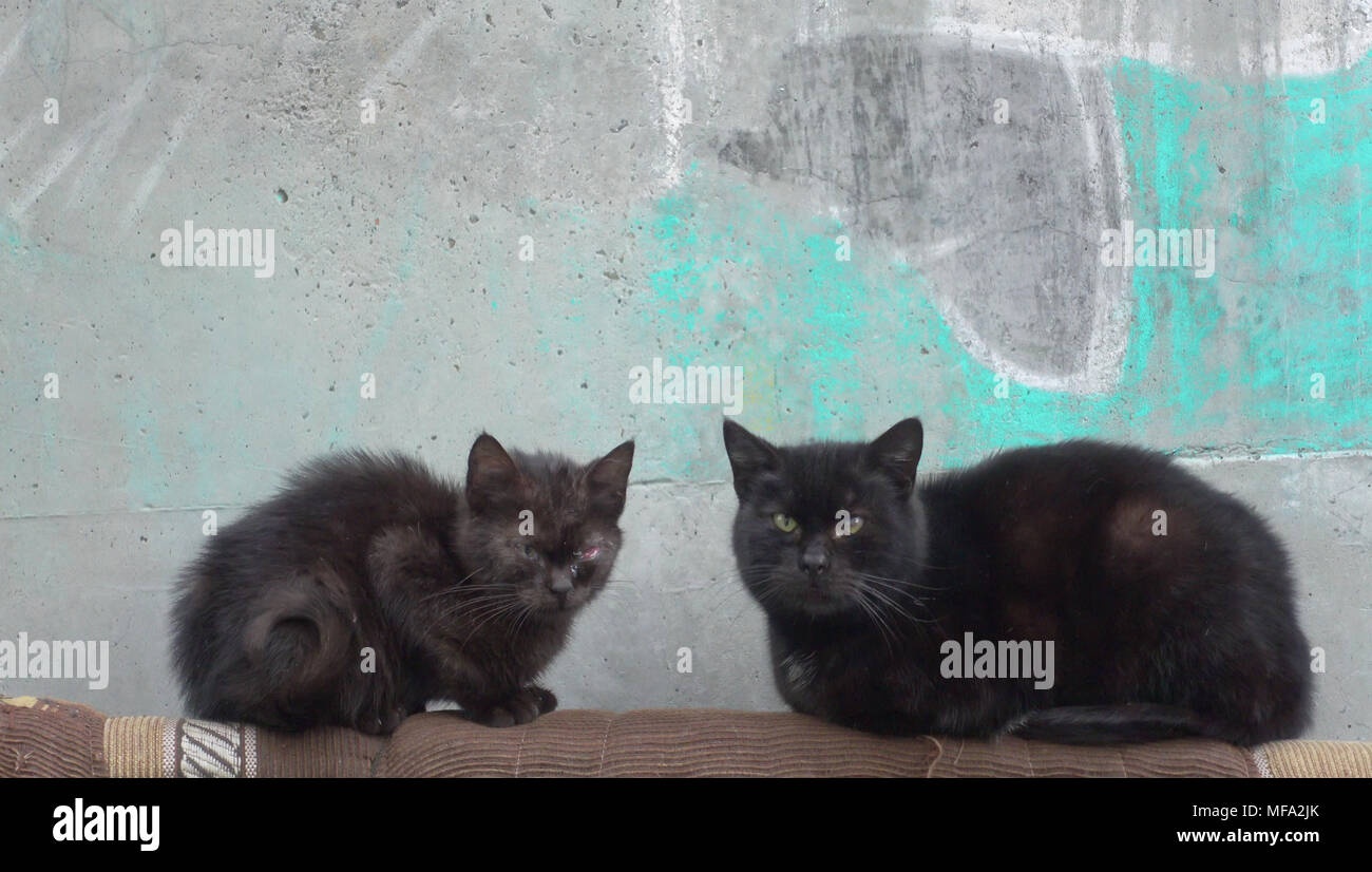 Sick animals hi-res stock photography and images - Alamy