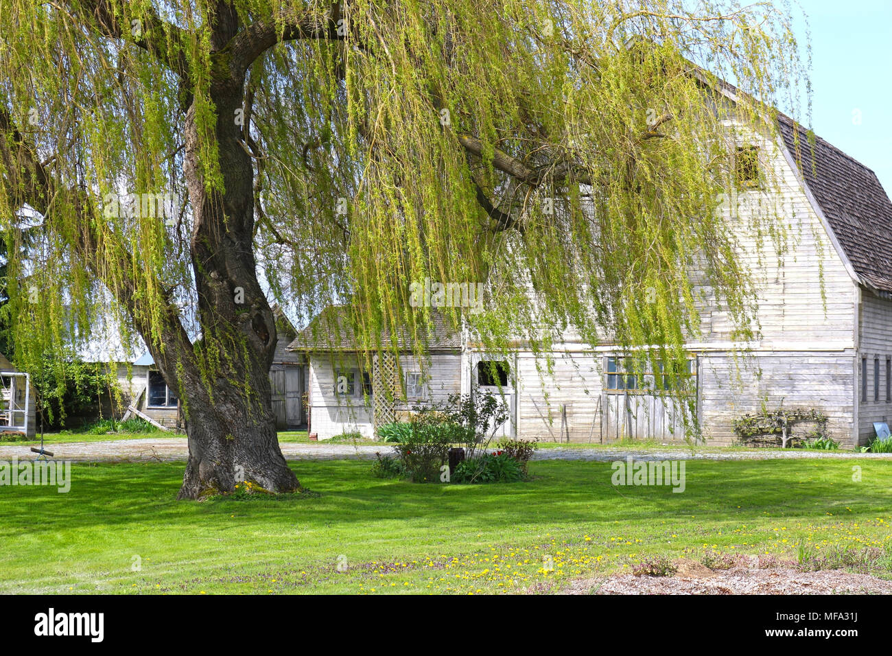 White Weeping Willow Tree Salix 'Chrysocoma' Wikipedia