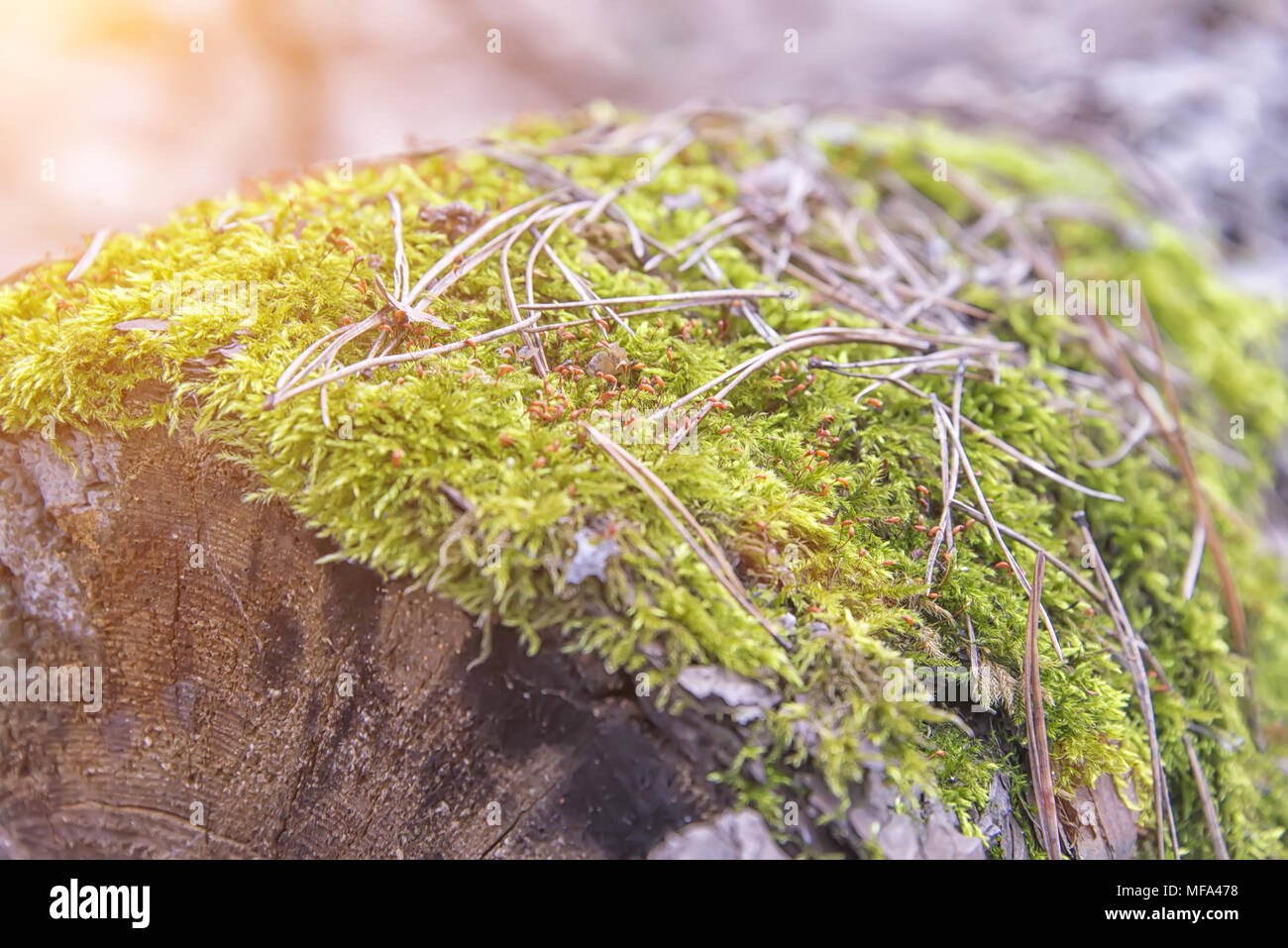 green moss on a tree in the forest, to determine the sides of light and ...