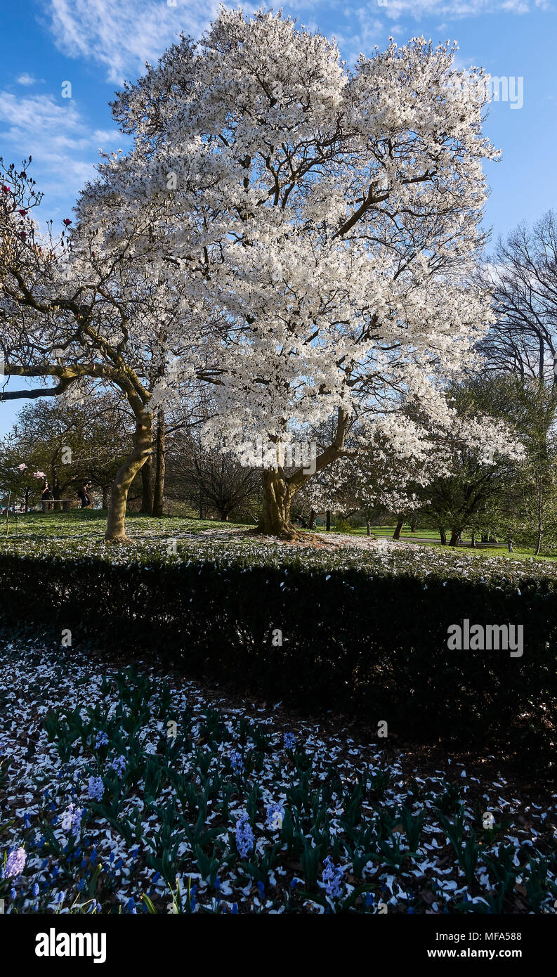 Brooklyn botanic garden cherry blossom hi-res stock photography and ...
