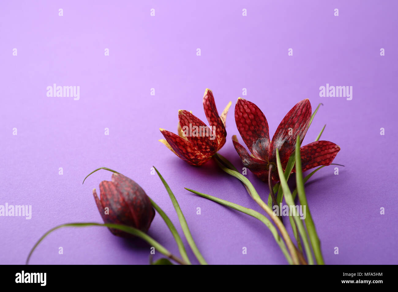 Three spring flowers on vivid background Stock Photo - Alamy