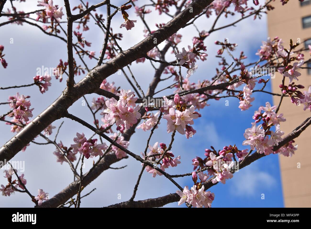 Cherry Blossoms in the Spring Stock Photo - Alamy