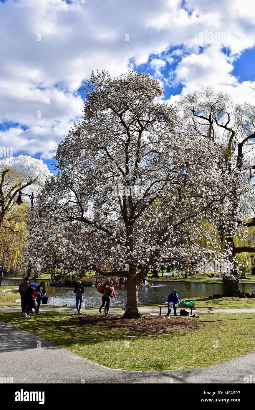 Springtime around Boston, Massachusetts, USA Stock Photo - Alamy
