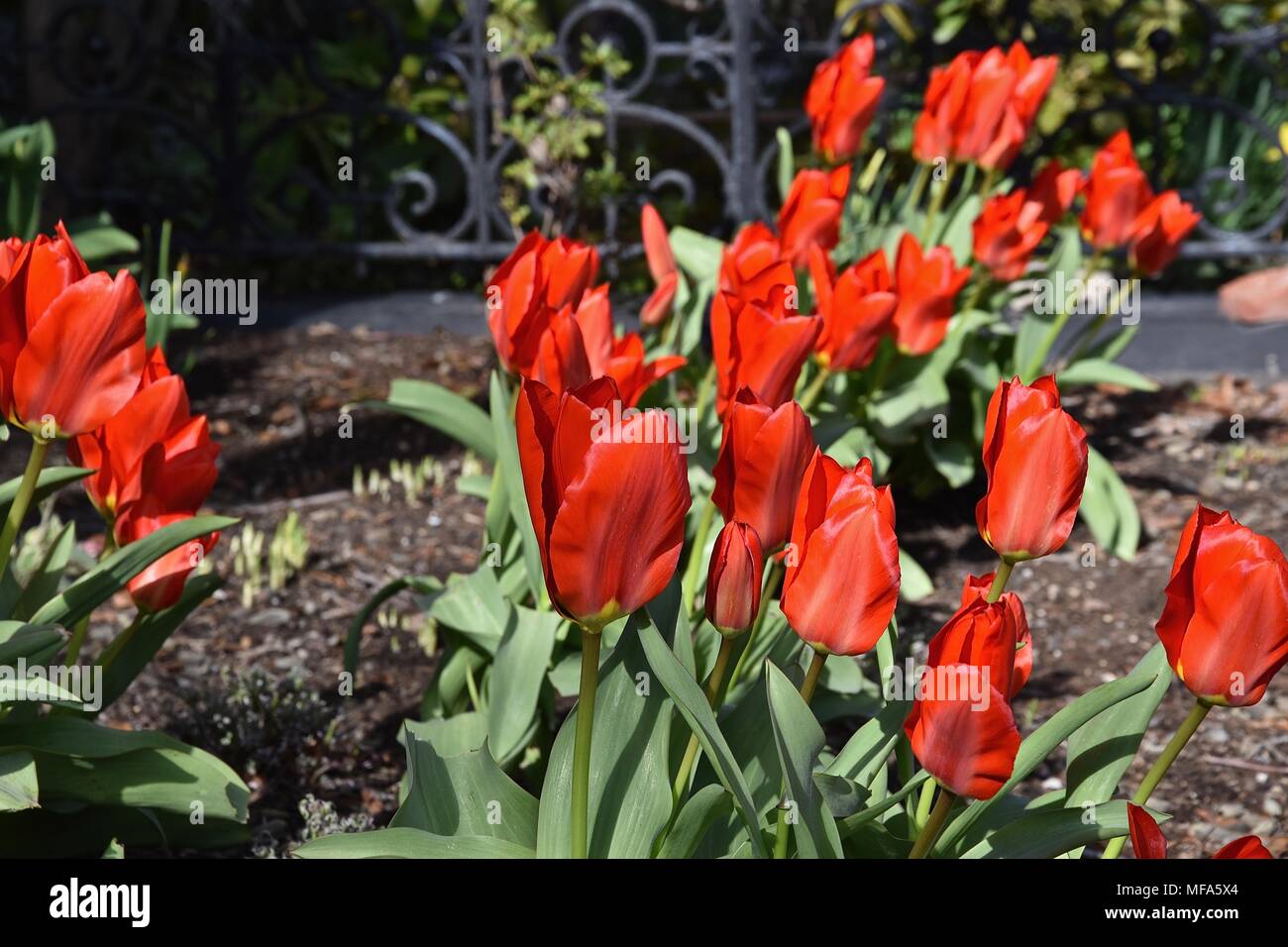 The iconic Spring Tulip Festival in Washington Park, Albany, Upstate ...