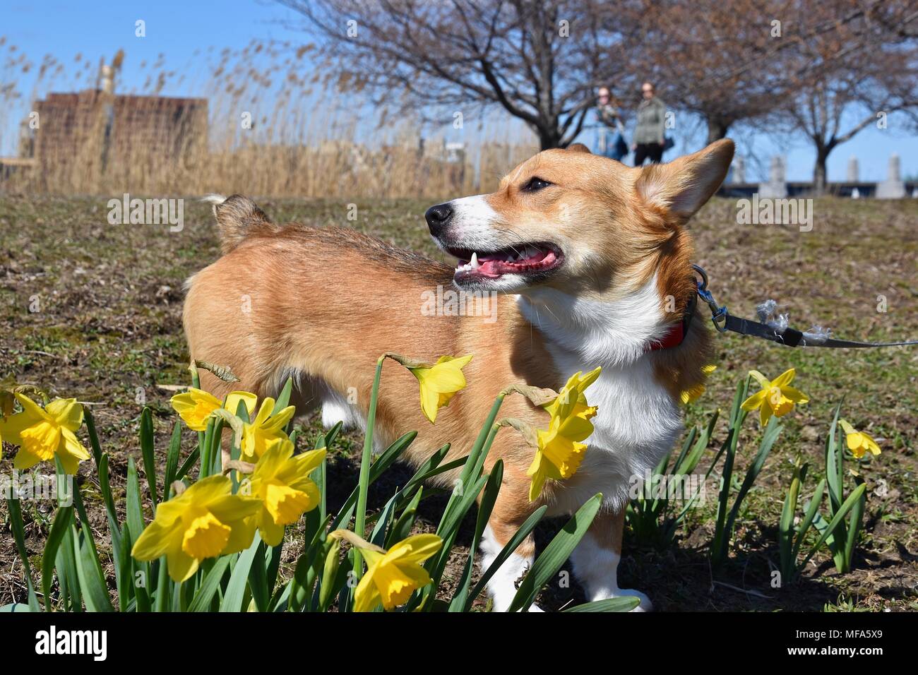 A red sable Pembroke Welsh Corgi enjoying Springtime weather Stock ...