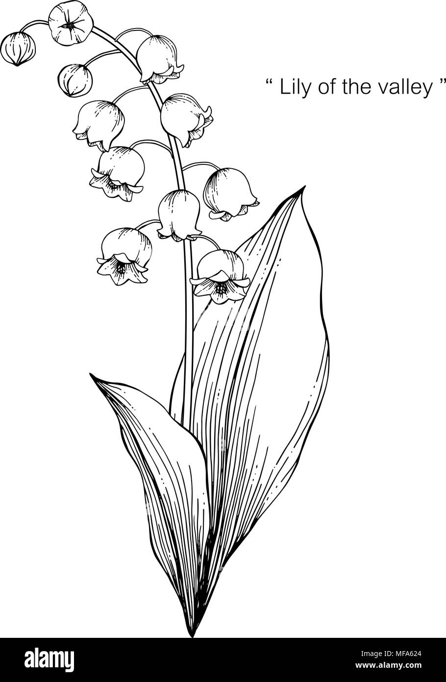 Lily Of The Valley Flower Drawing Illustration Black And White With