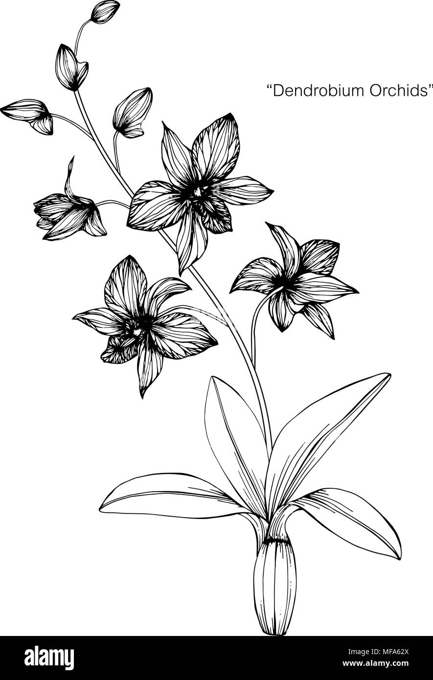 Orchid flower drawing illustration. Black and white with line art on ...